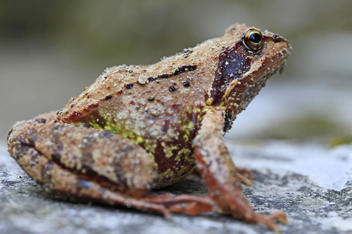 Frosch an der Taugl (Salzburg) – Im Salzatal